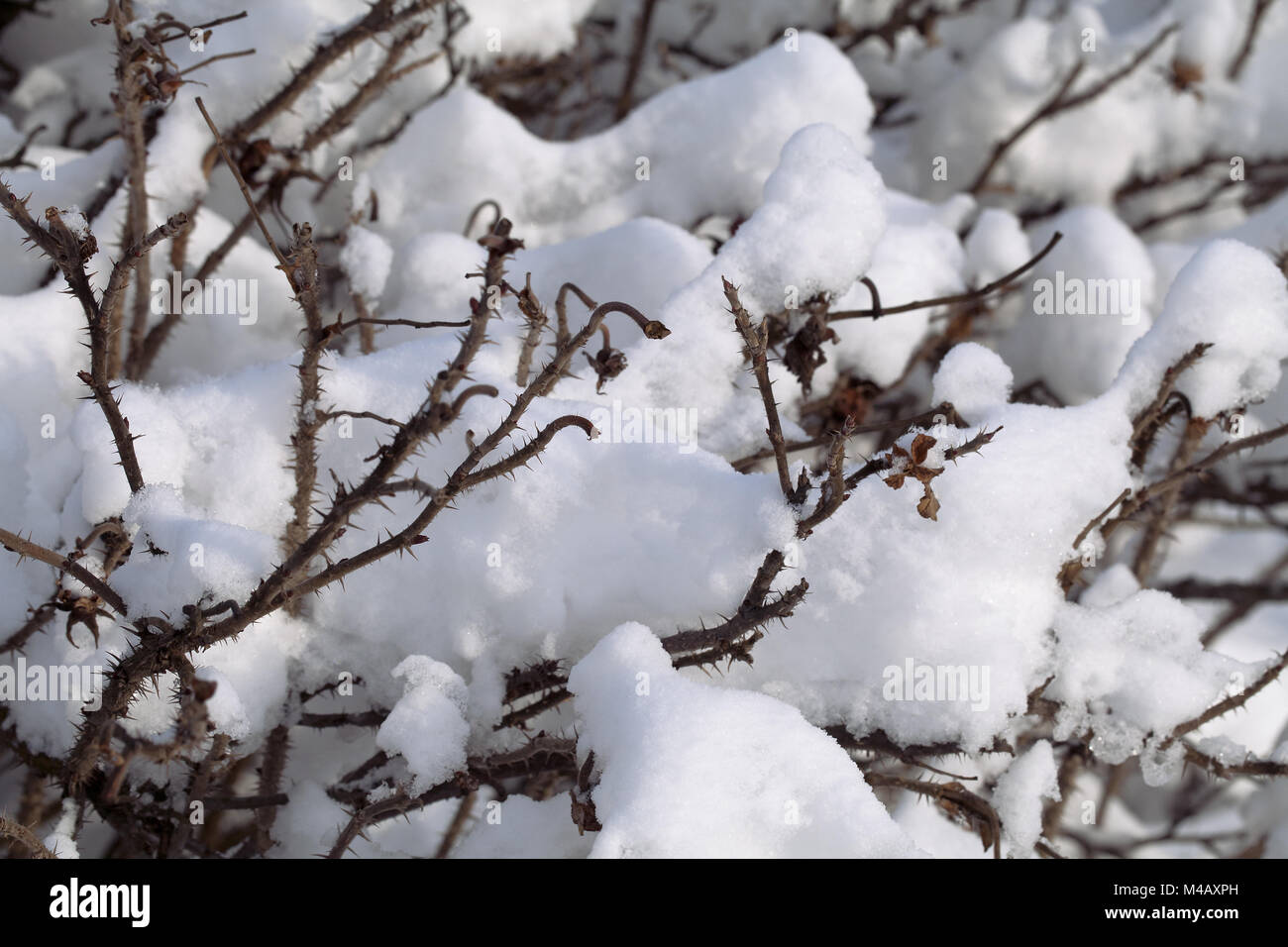 Bush covered with snow Stock Photo - Alamy