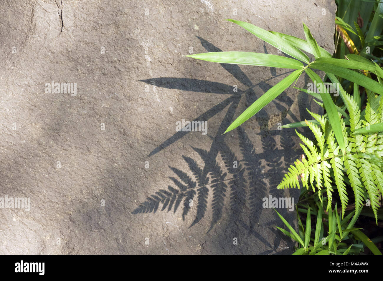 Shadow plants hi-res stock photography and images - Alamy