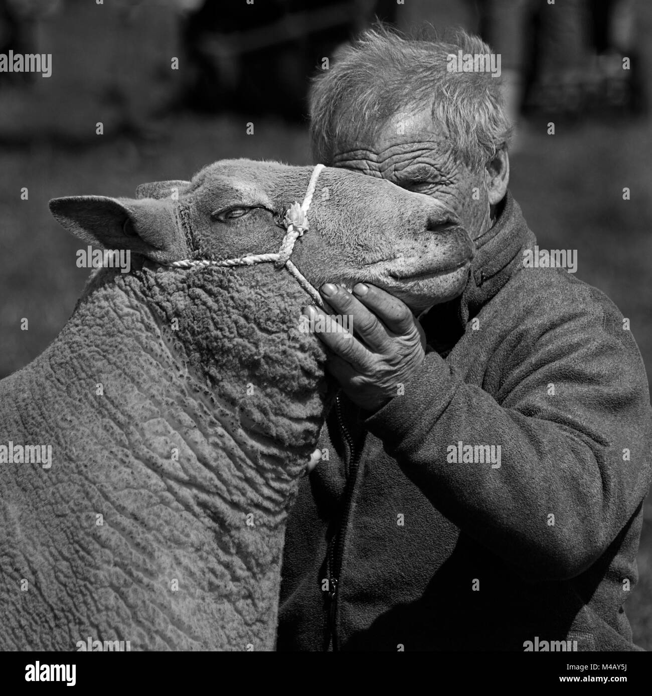 Hill farmer and sheep hi-res stock photography and images - Alamy