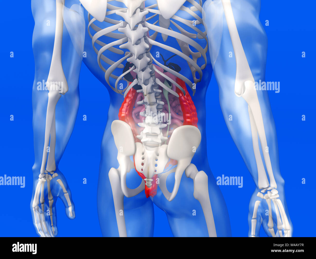 Gastrointestinal human digestive system hi-res stock photography and ...
