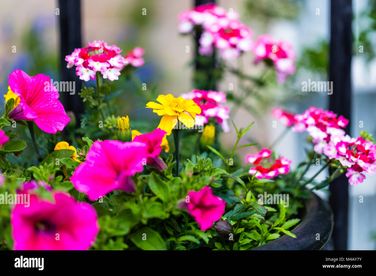 Summer Displays High Resolution Stock Photography and Images - Alamy
