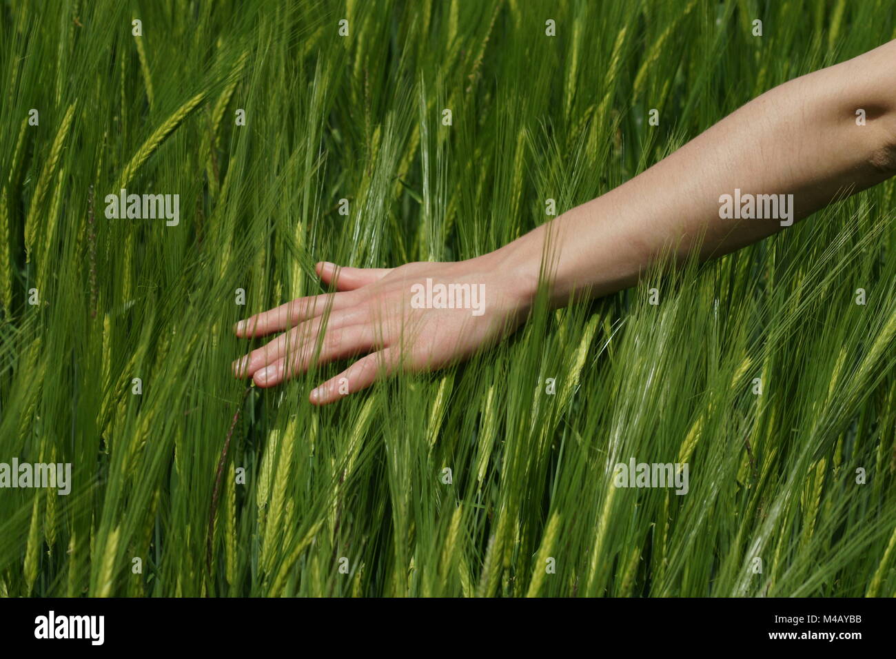 Hand field hi-res stock photography and images - Alamy