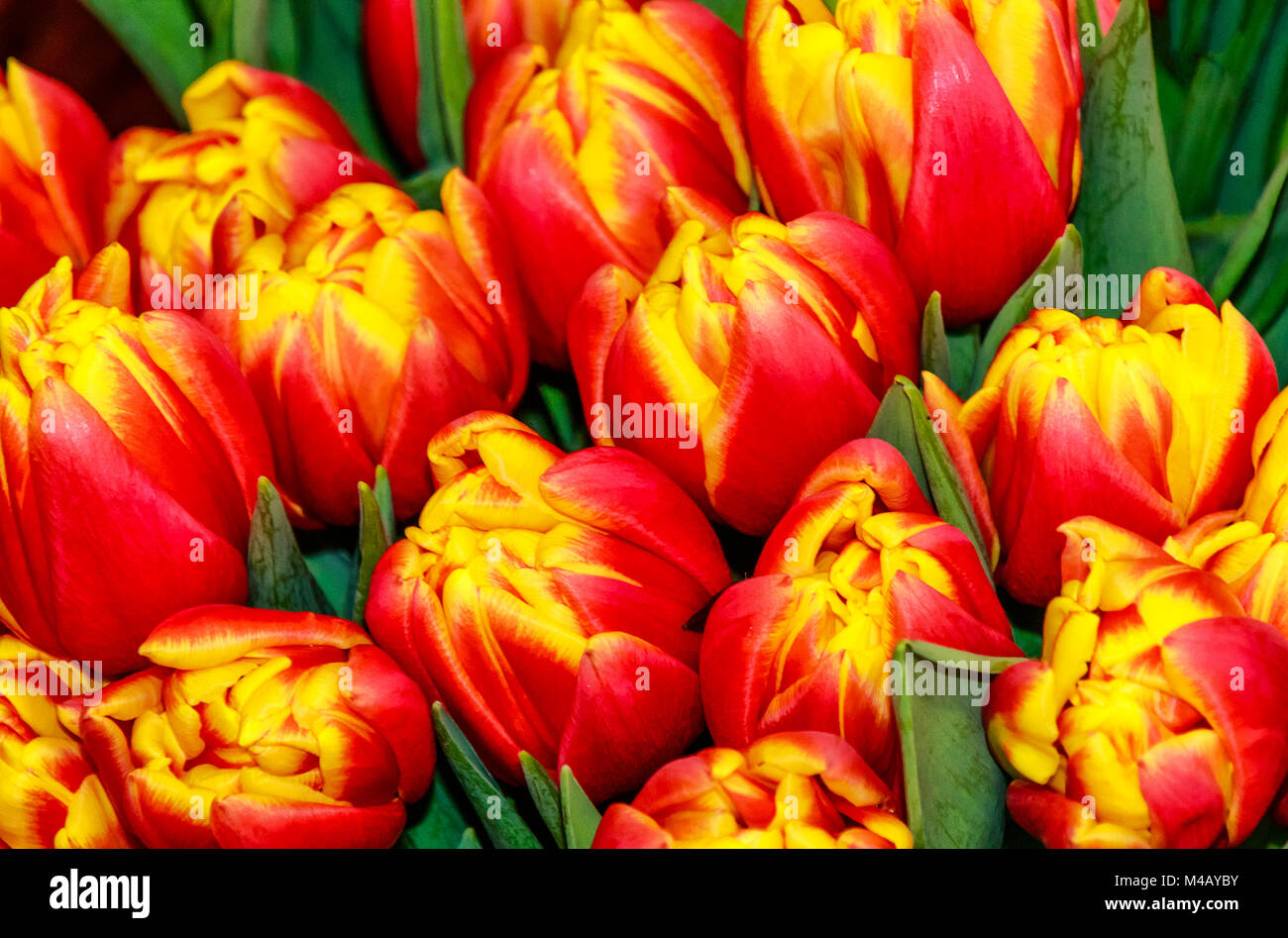 Spring flowers - bunch of red-yellow tulips Stock Photo - Alamy