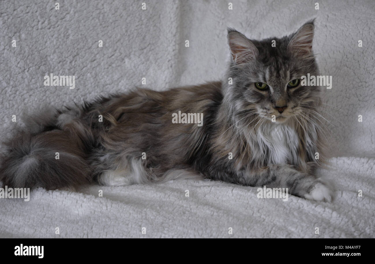 Maine coon II Stock Photo - Alamy