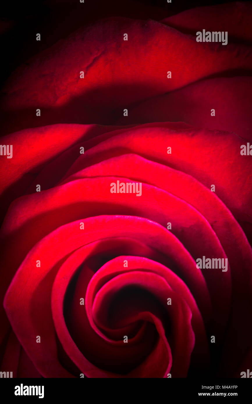 a macro photography of a rose Stock Photo - Alamy