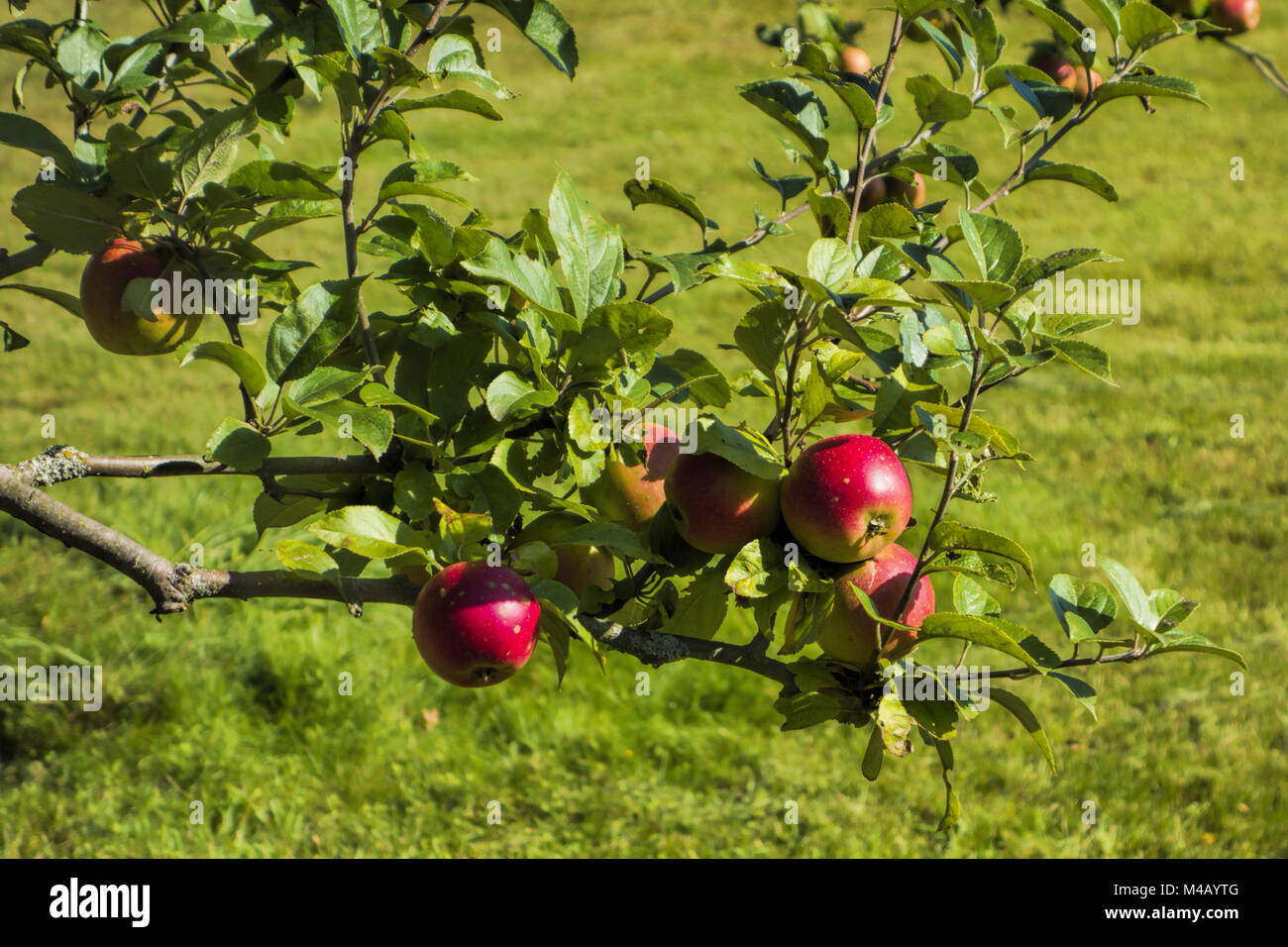 Cox apples tree hi-res stock photography and images - Alamy