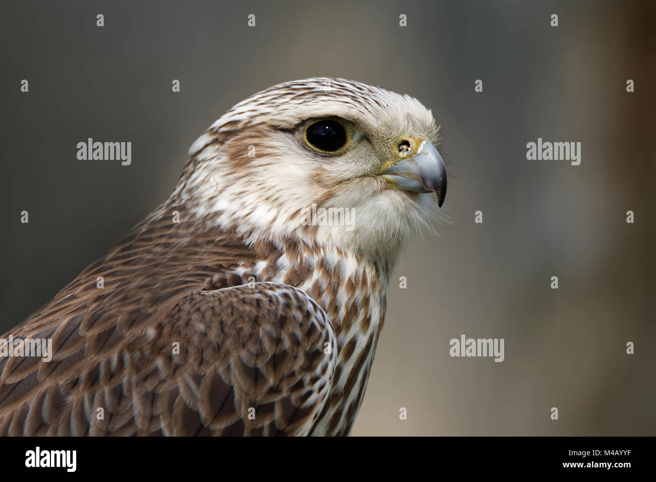 Falconinae hi-res stock photography and images - Alamy