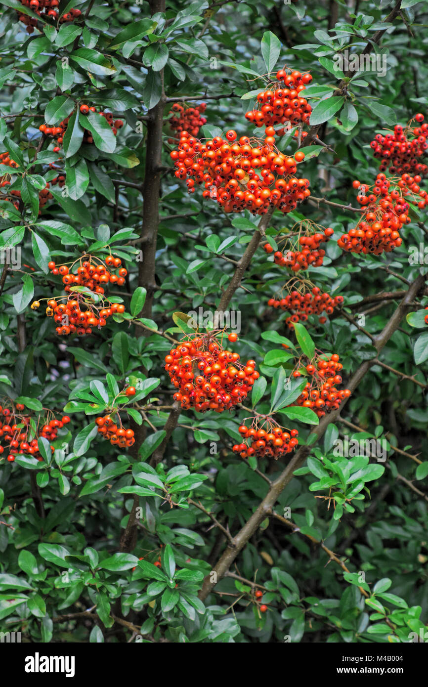 Firethorn hi-res stock photography and images - Alamy