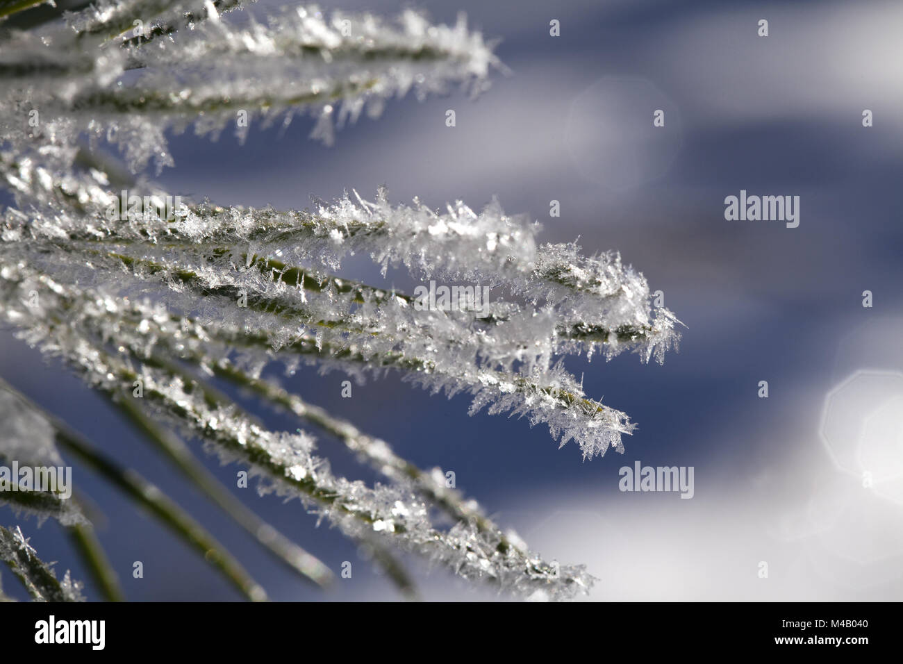 Fir tree branch with frost Stock Photo - Alamy
