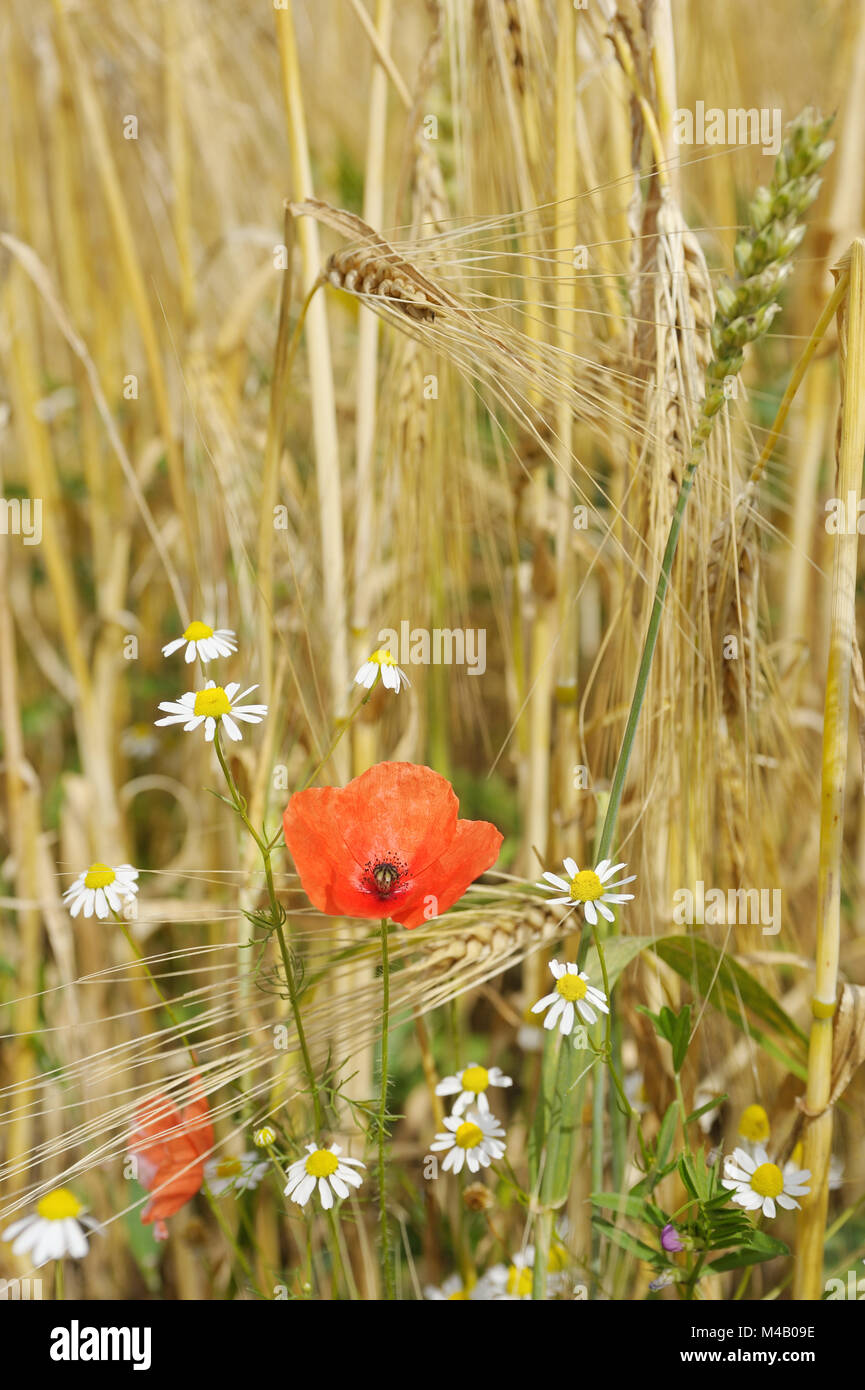Flowers on grain field Stock Photo - Alamy