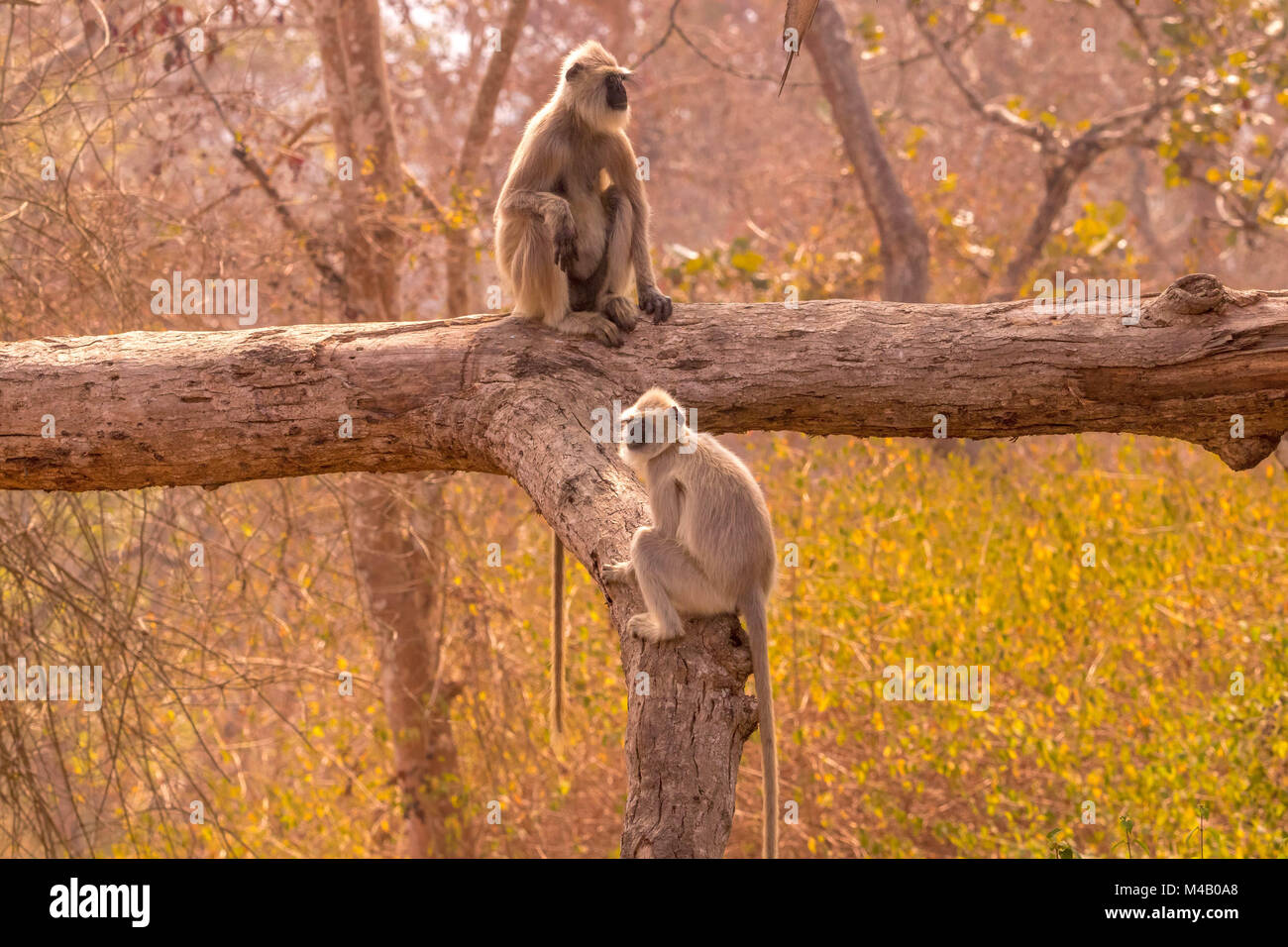 Discussion animals hi-res stock photography and images - Alamy