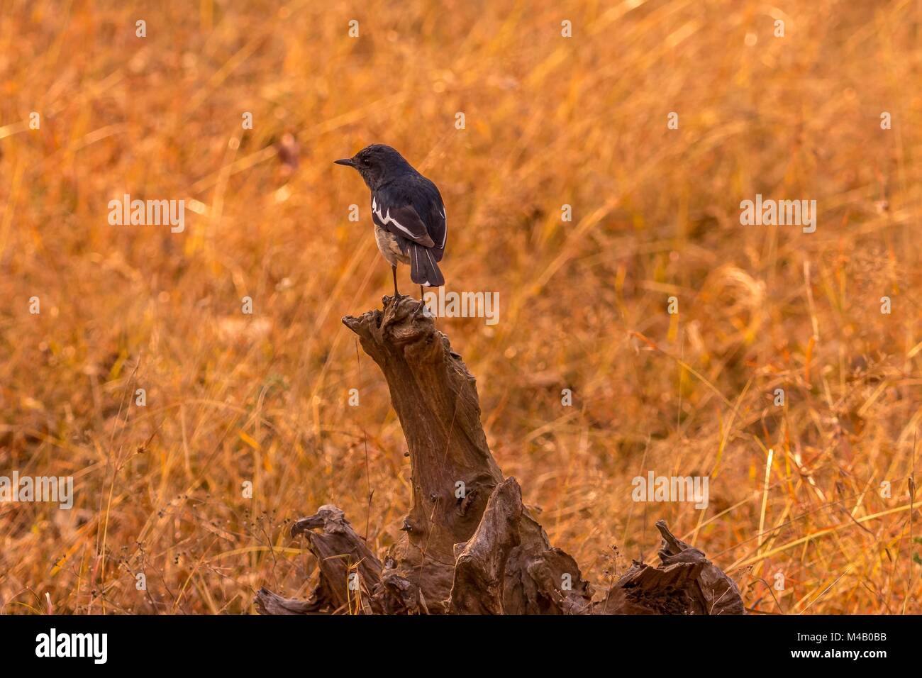 Forest animals wide angle lens hi-res stock photography and images - Alamy