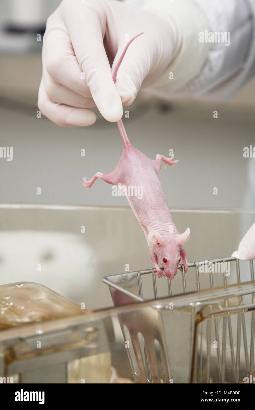 laboratory mouse in hands Stock Photo - Alamy