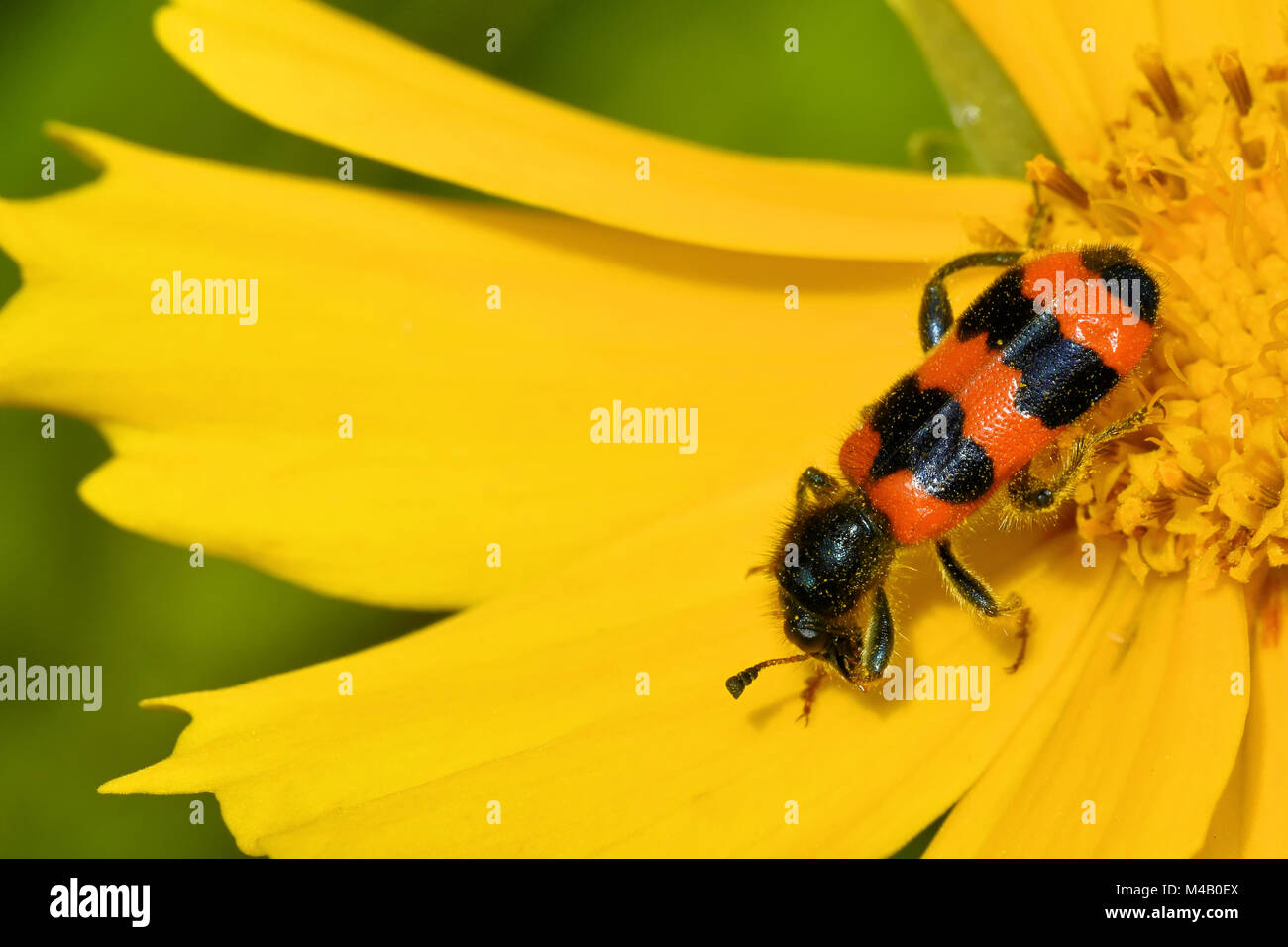 common bee beetle Stock Photo - Alamy