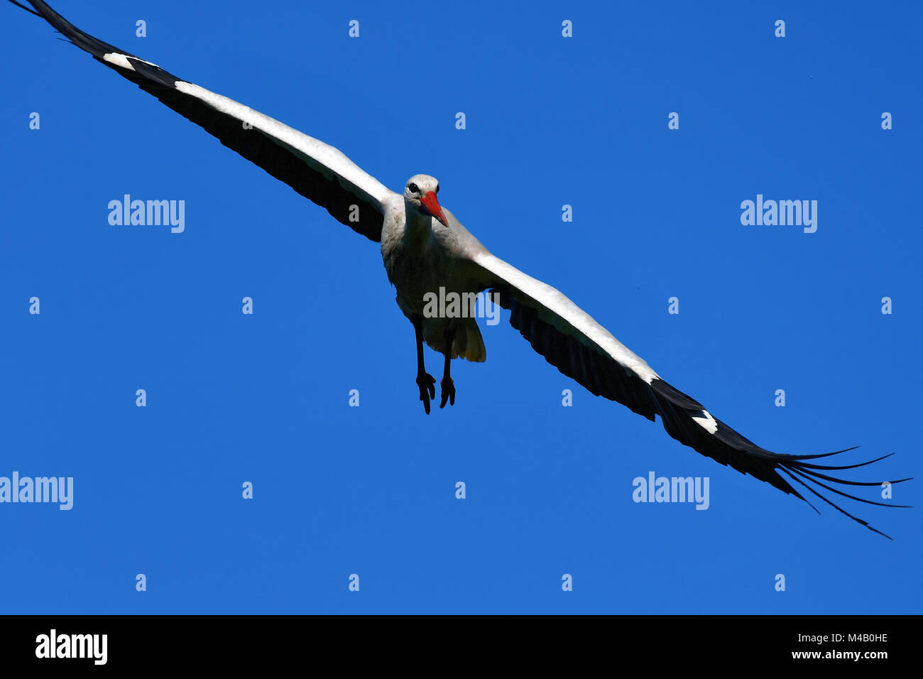 White stork flying Stock Photo - Alamy