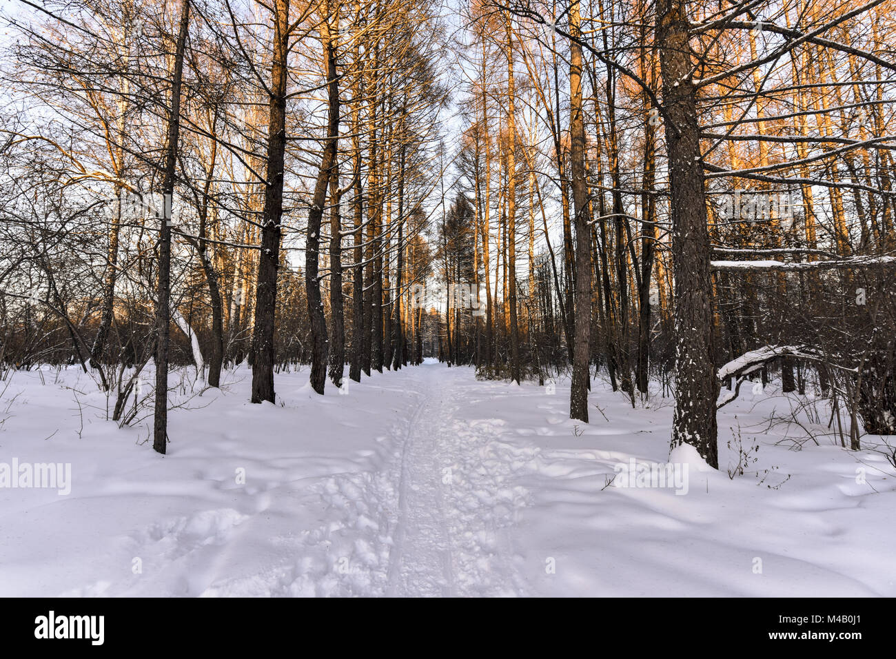 Light colored trunks hi-res stock photography and images - Alamy