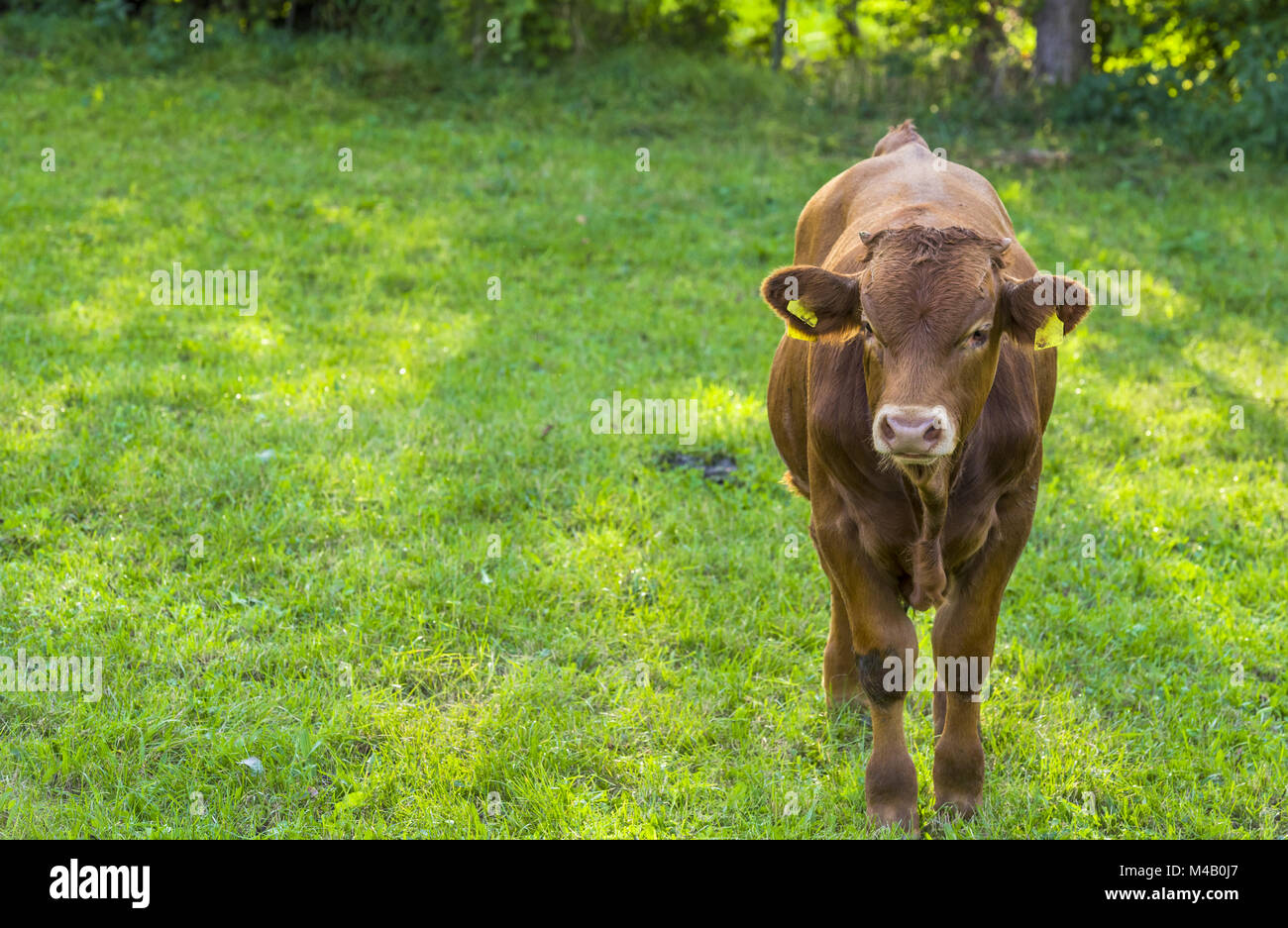 Brown cow calf on hi-res stock photography and images - Alamy