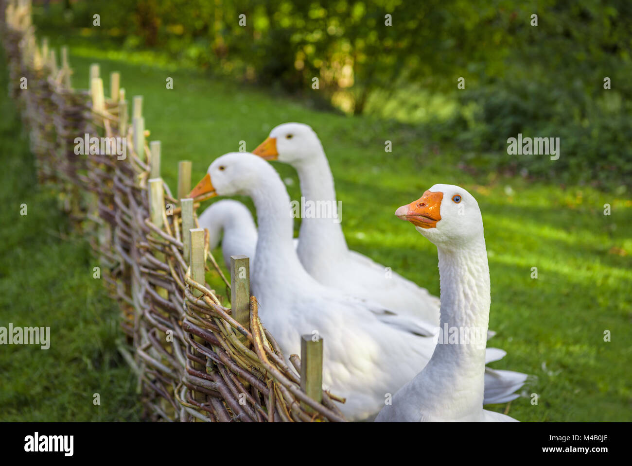Goose looking at camera Stock Photo - Alamy