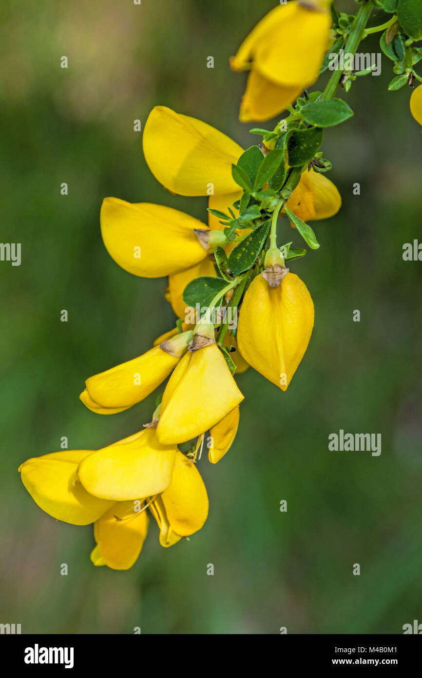 Yellow broom hi-res stock photography and images - Alamy
