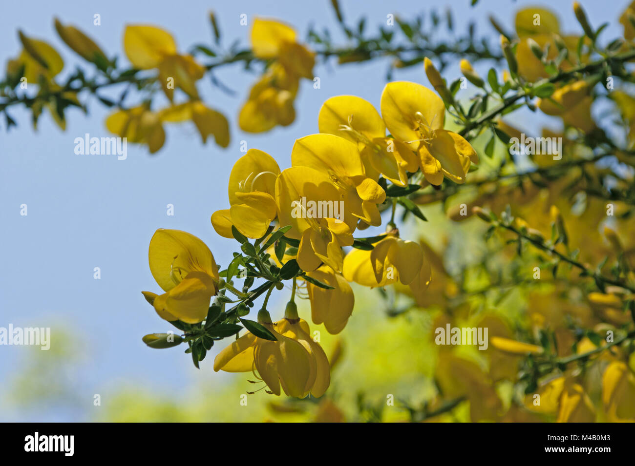 Yellow broom hi-res stock photography and images - Alamy