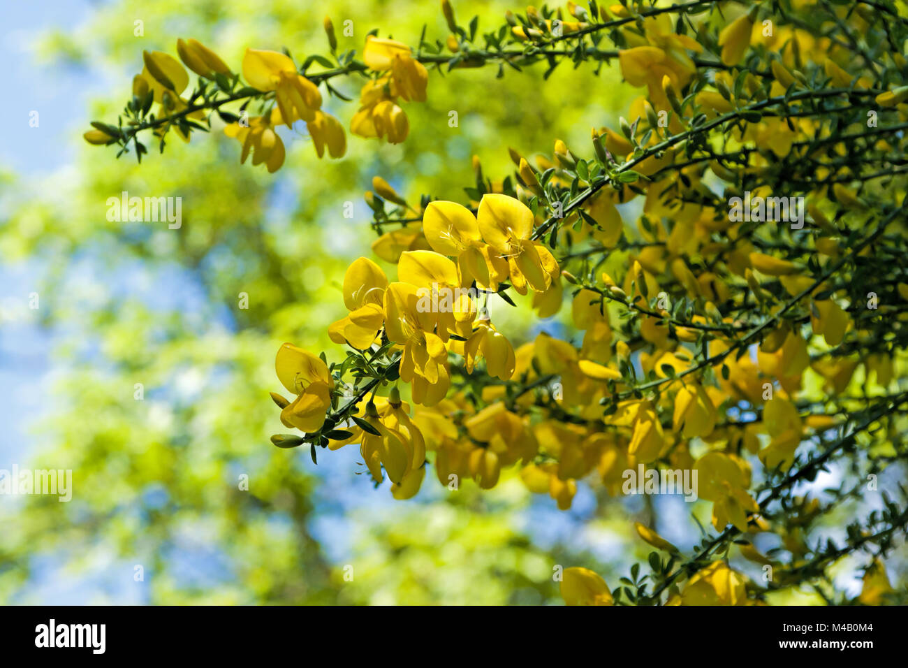 Yellow broom hi-res stock photography and images - Alamy