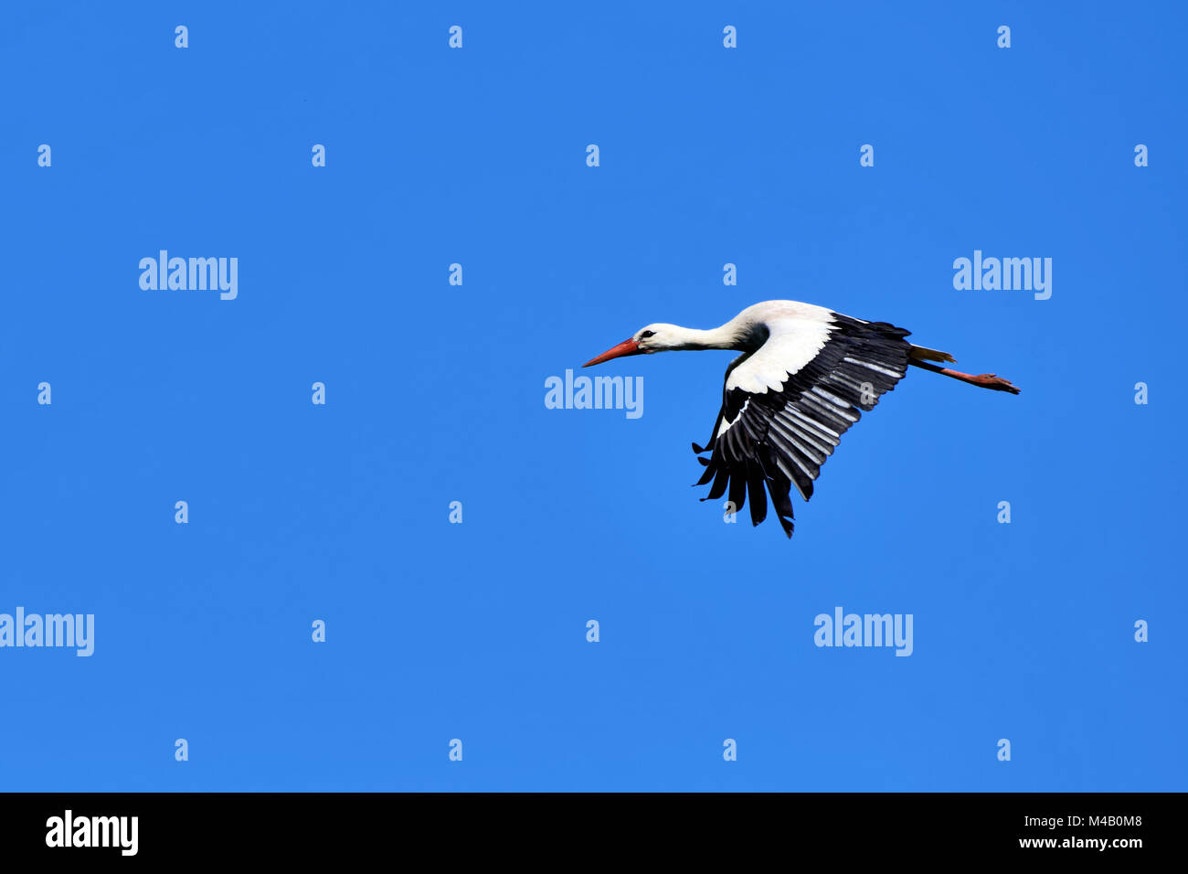 White stork flying Stock Photo - Alamy