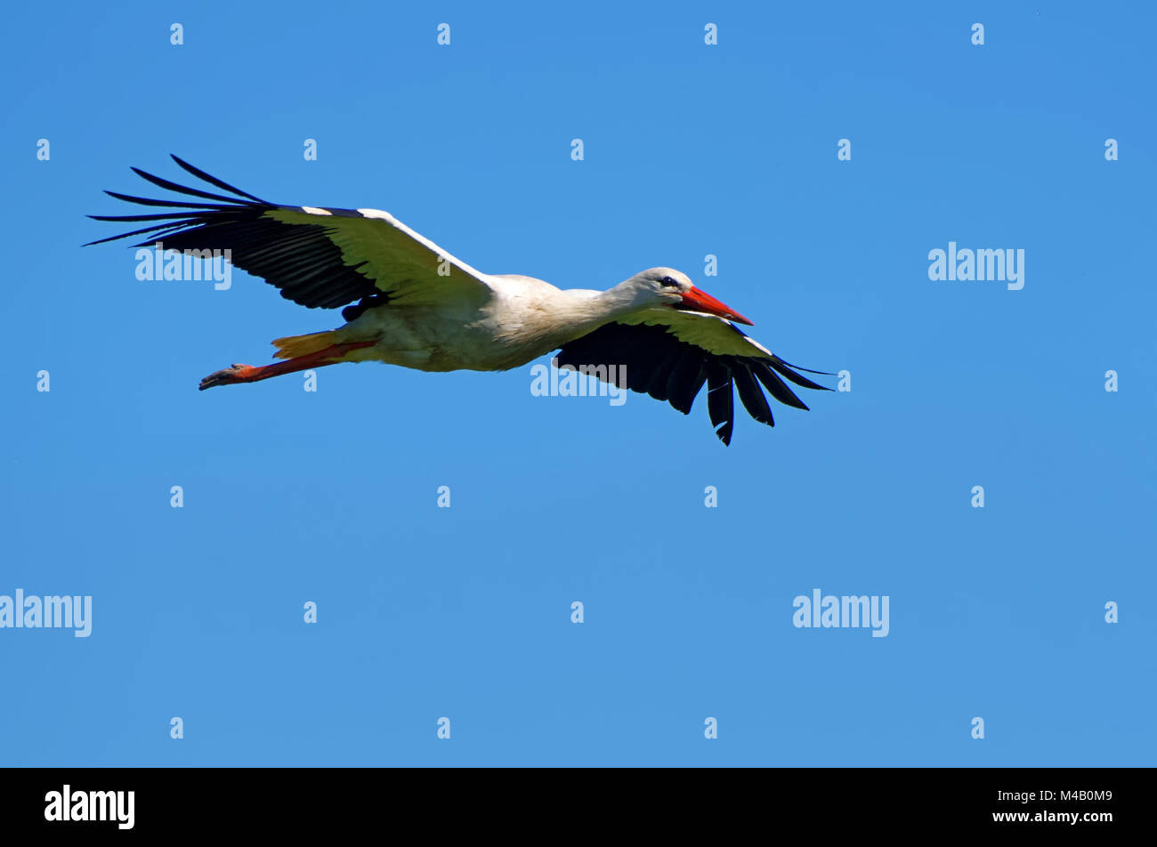 White stork flying Stock Photo - Alamy
