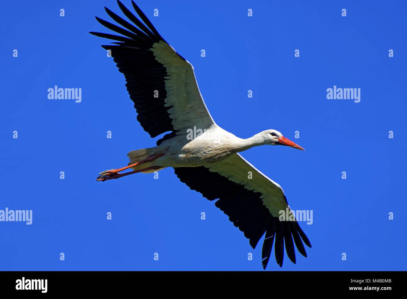 White stork flying Stock Photo - Alamy