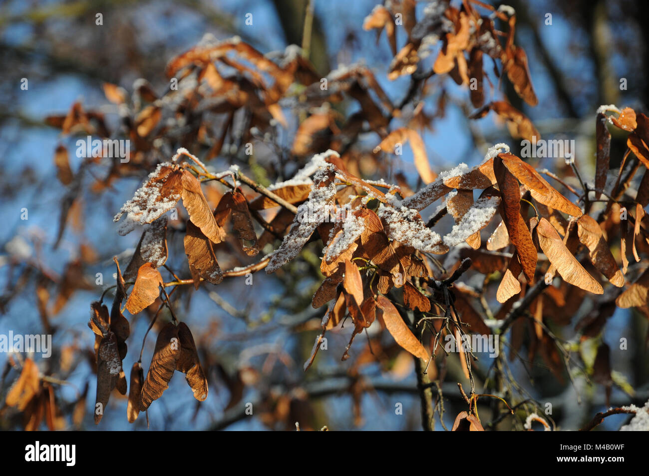 Acer platanoides, Norway maple, Seeds with white frost Stock Photo - Alamy