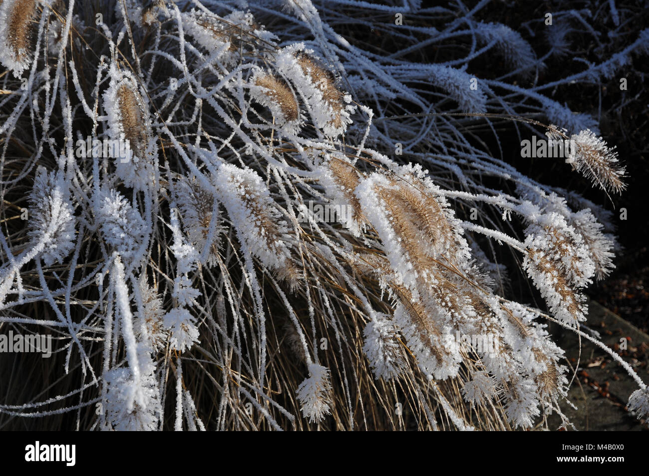 Pennisetum compressum, Fountain grass, white frost Stock Photo - Alamy