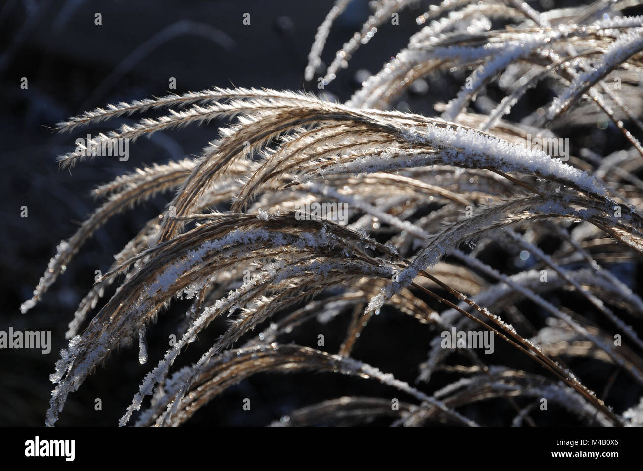 Chinese silver grass frost hi-res stock photography and images - Alamy