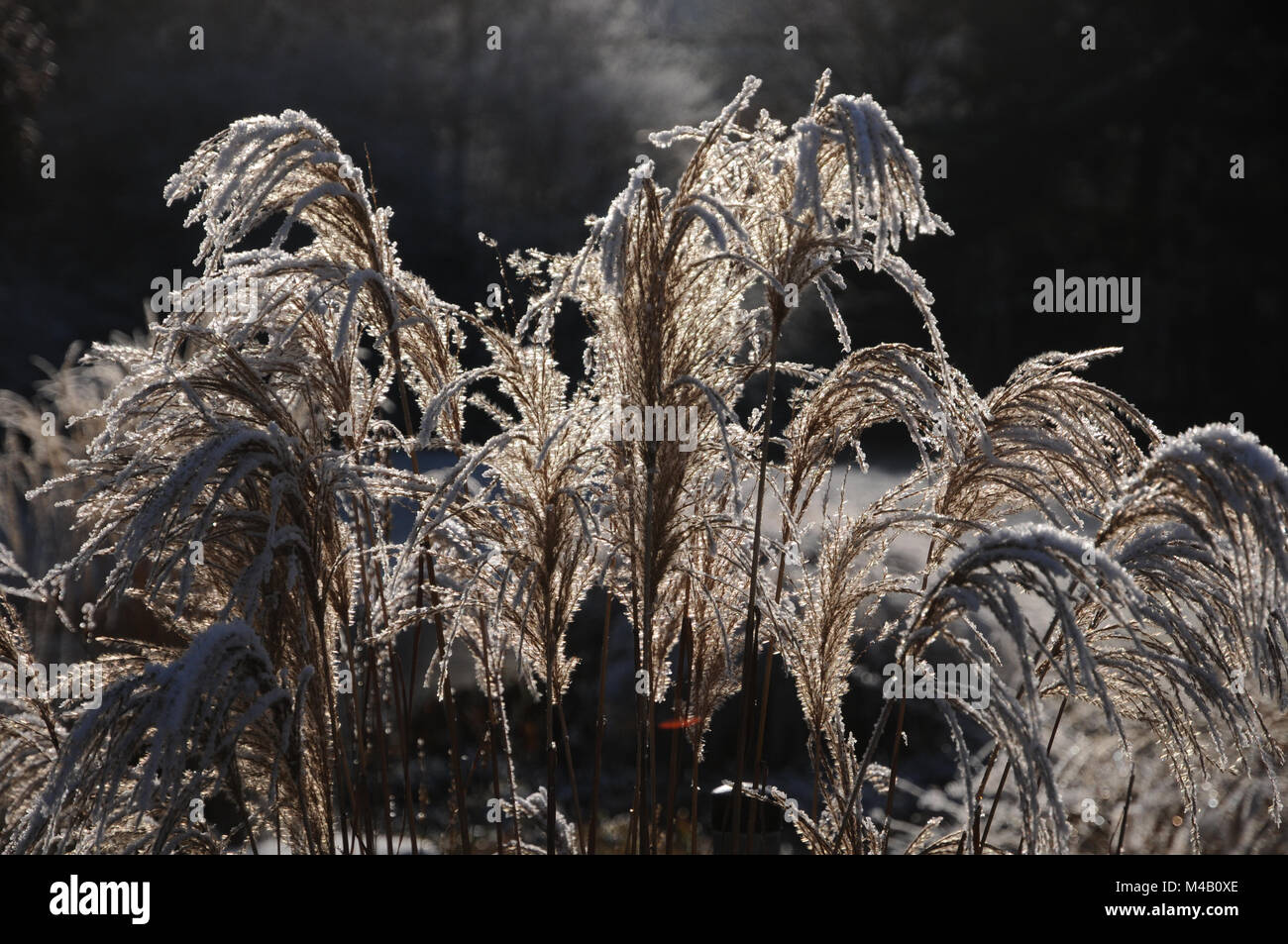 Miscanthus sinensis, Chinese silver grass, white frost Stock Photo - Alamy