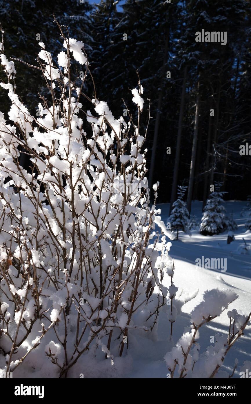 Snowfall crown hi-res stock photography and images - Alamy