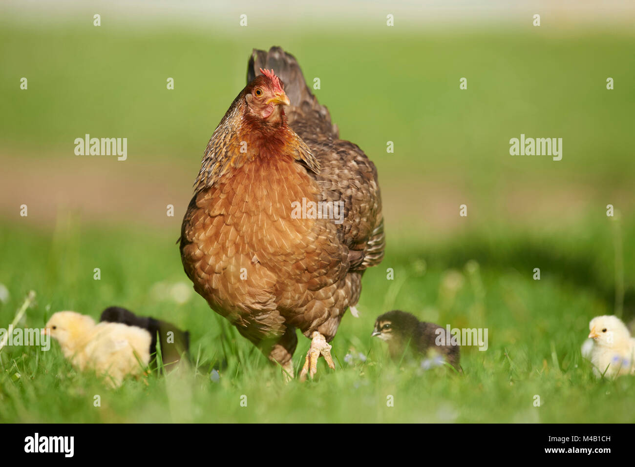 domestic fowl,Gallus gallus domesticus,chicken,meadow,stand Stock Photo ...