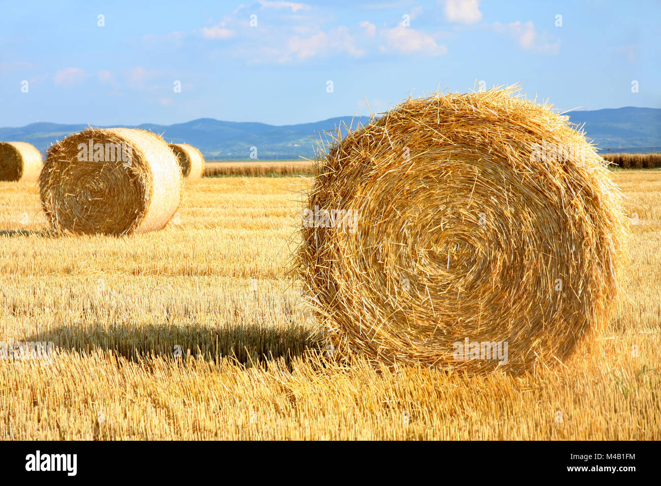 Field of freshly cut bales on farmer field Stock Photo - Alamy