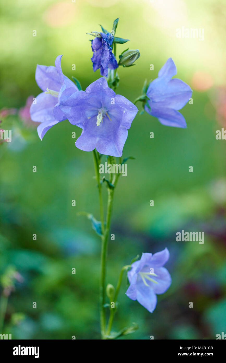 Campanula carpatica hi-res stock photography and images - Alamy
