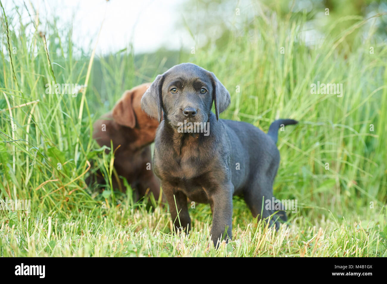 Labrador retriever,grey,puppies,meadow,frontal,looking into camera ...