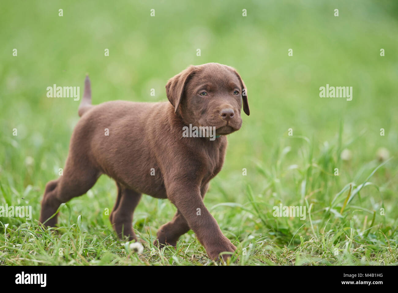 Labrador retrievers,chocolate brown,puppy,meadow,frontal,run Stock ...
