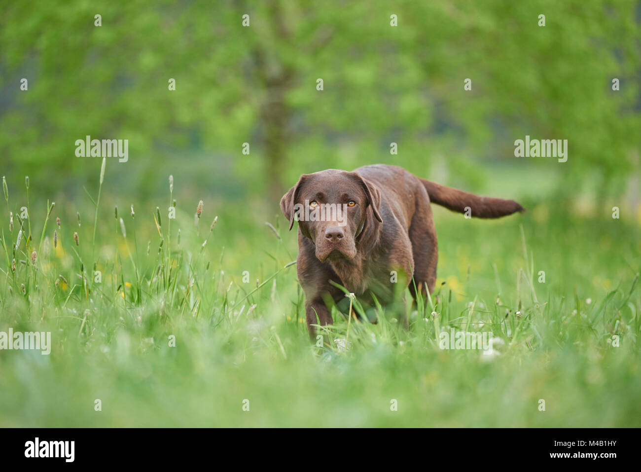 Labrador retrievers,chocolate brown,meadow,frontal,stand,looking into ...