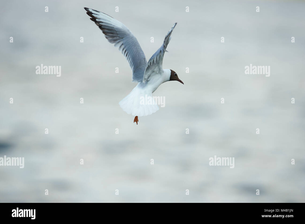 mire crow,Chroicocephalus ridibundus,flight,back view Stock Photo - Alamy