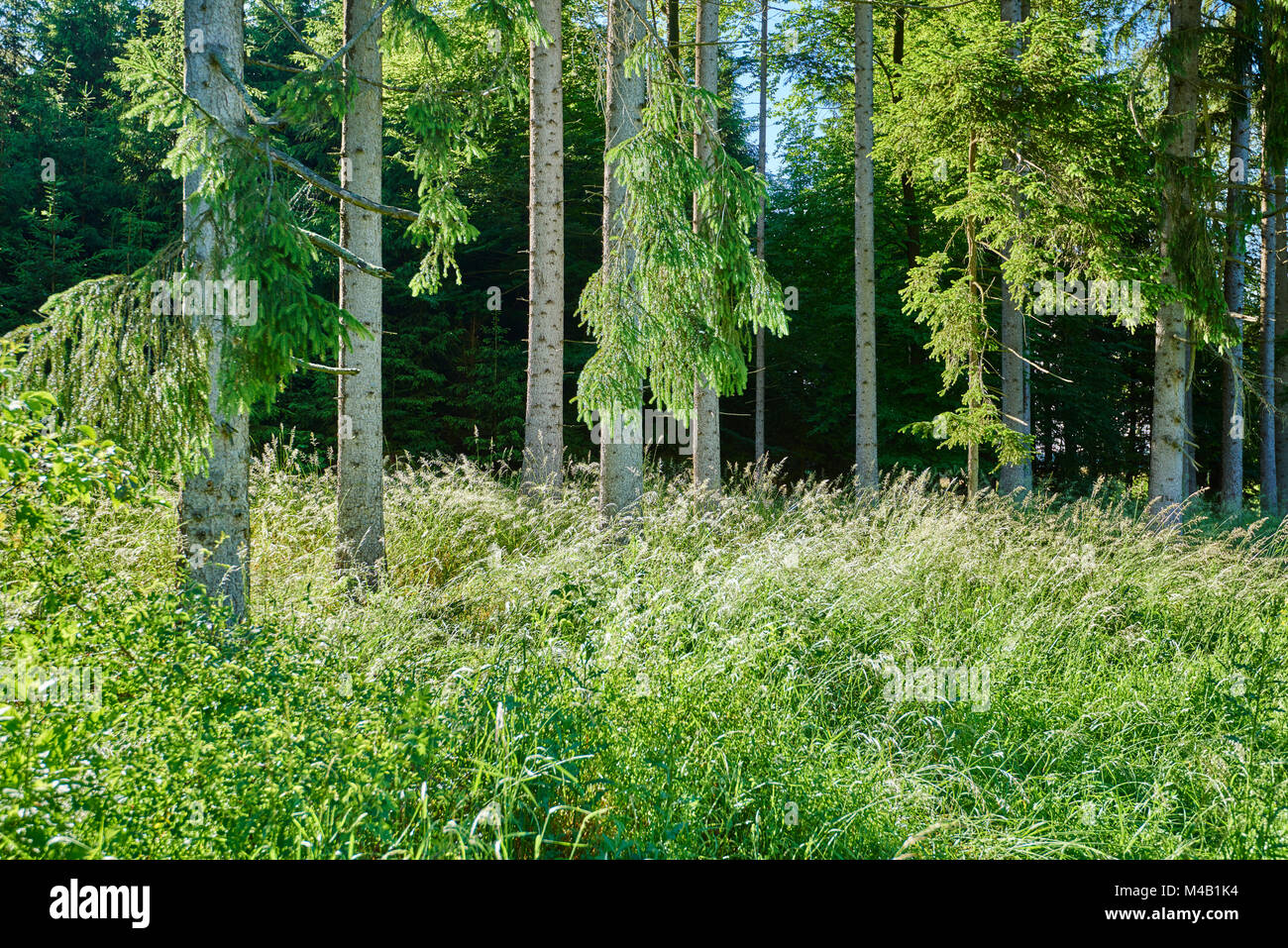 Picea abies forest hi-res stock photography and images - Alamy