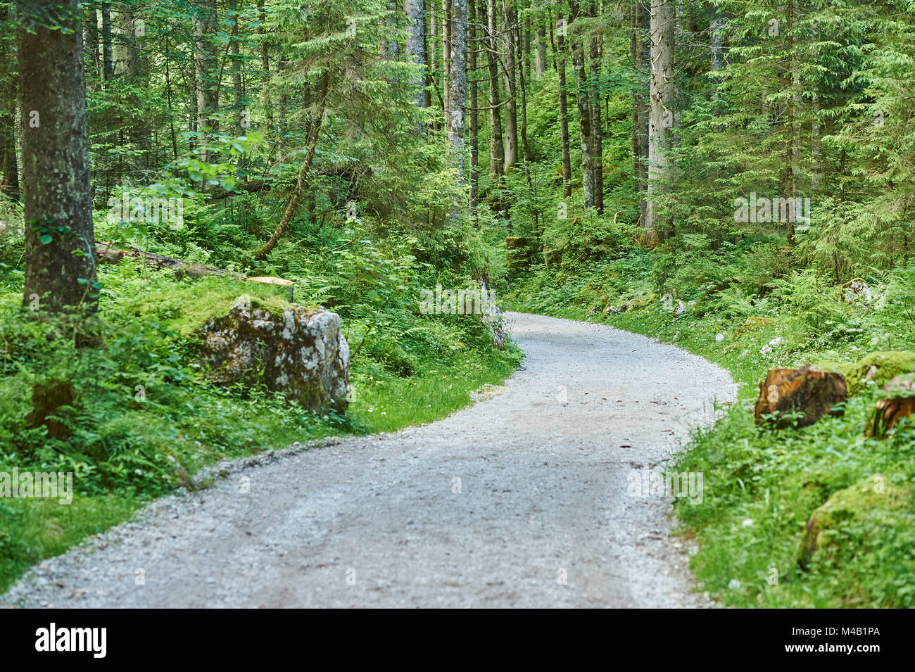 Scenery,forest way,spruce forest,Picea abies,spring Stock Photo - Alamy