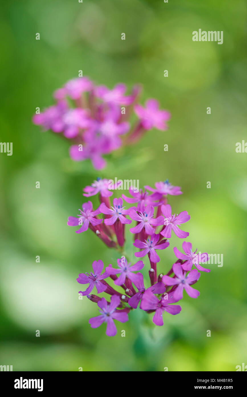 dwarf catchfly,blossoms,close up Stock Photo - Alamy