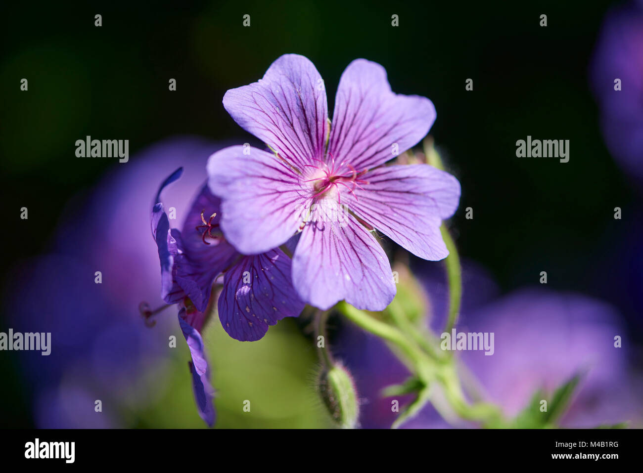 Malva blossom hi-res stock photography and images - Alamy