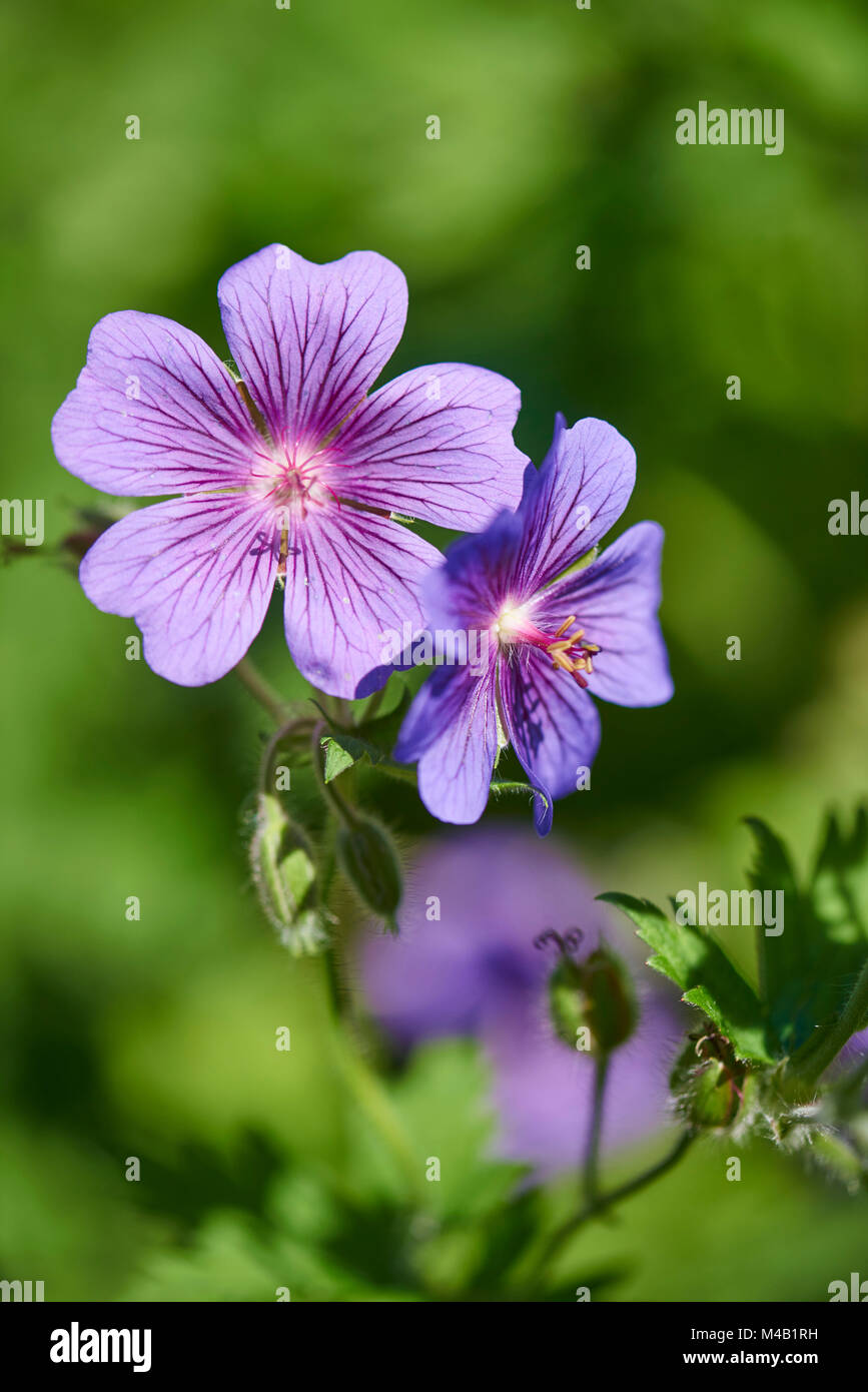 Mauve mallow flower hi-res stock photography and images - Alamy