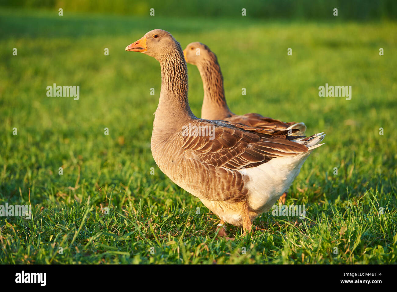 Pomeranian's goose,meadow,close-up,evening light Stock Photo - Alamy
