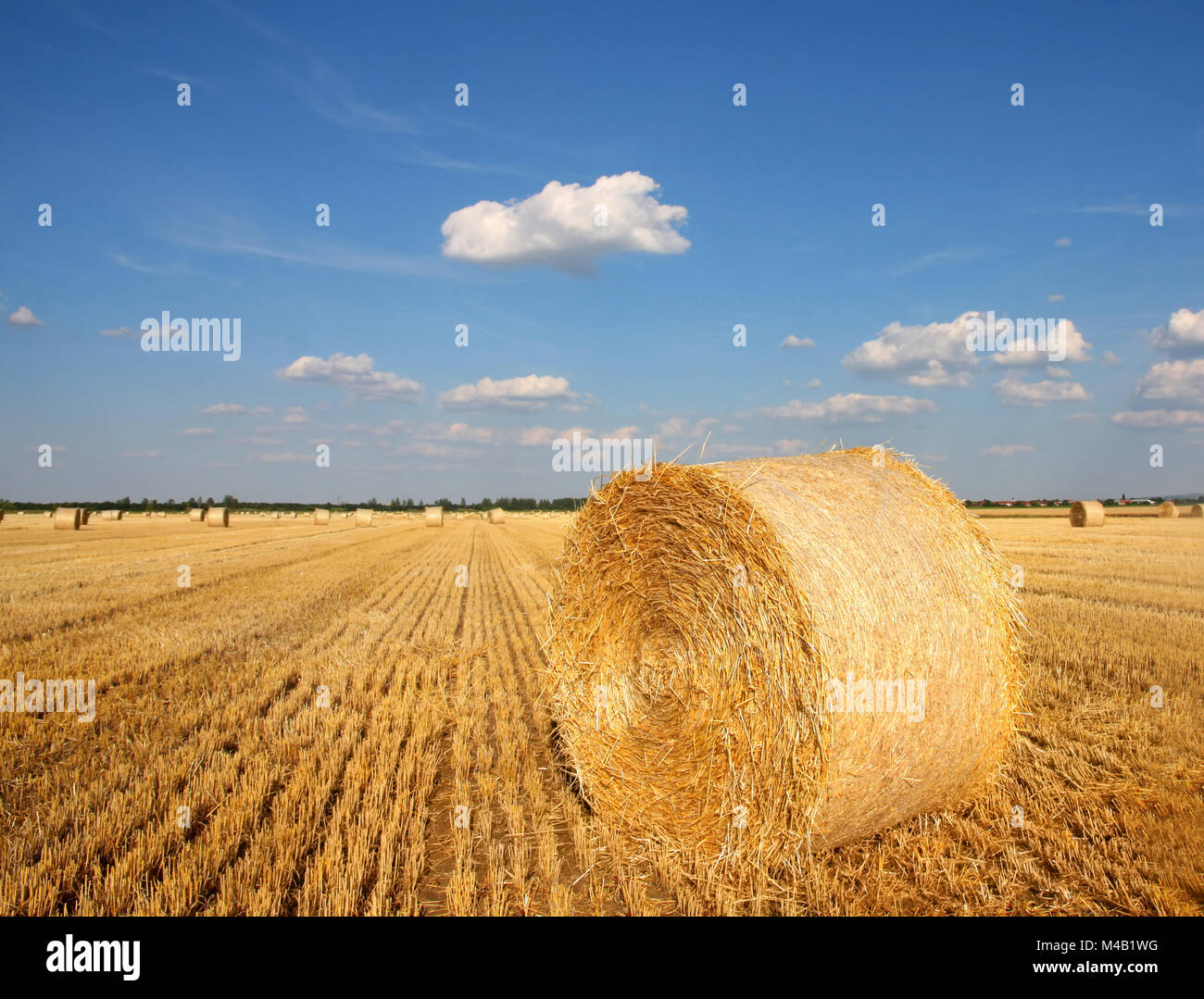 Field of freshly cut bales on farmer field Stock Photo - Alamy