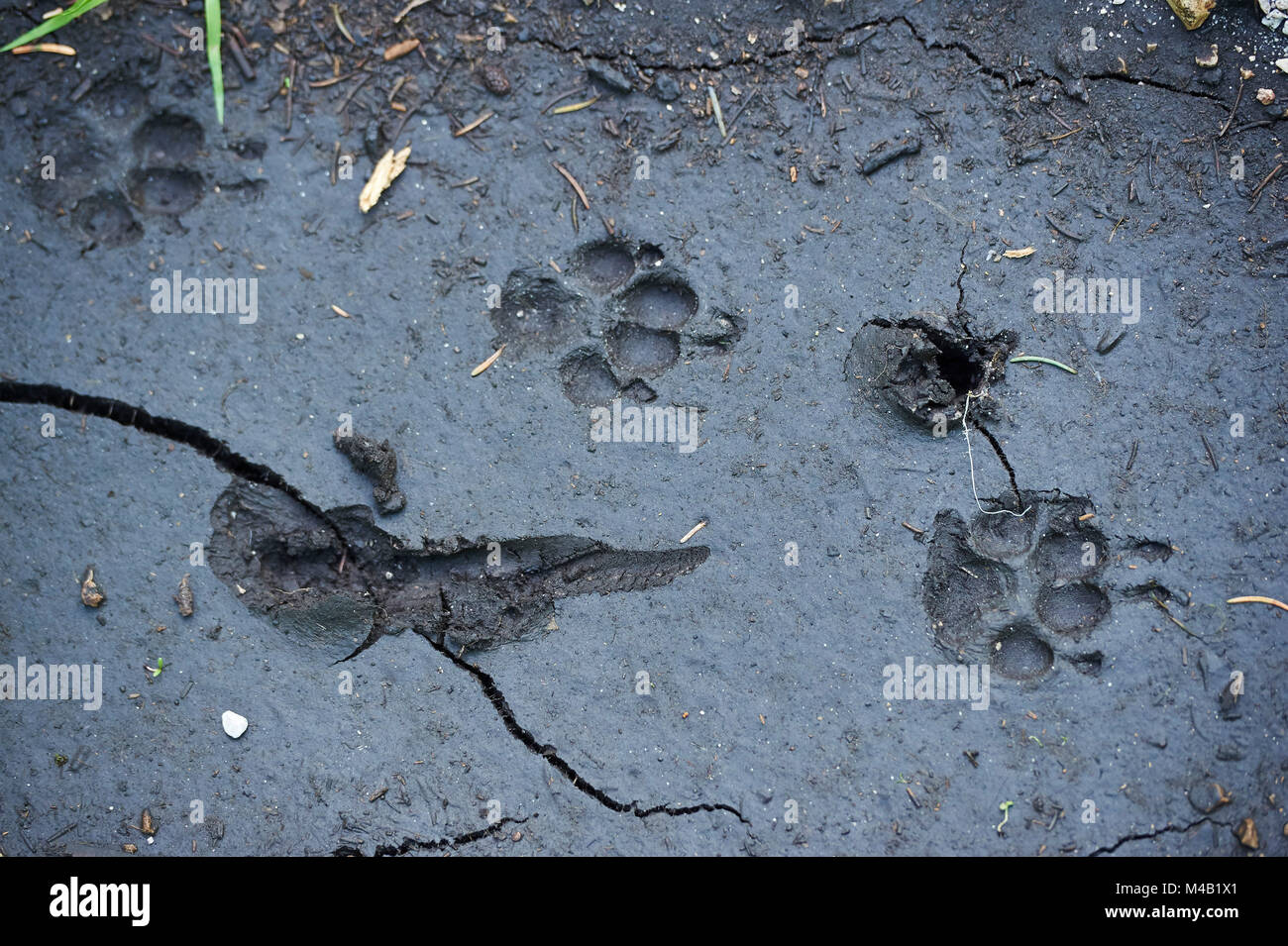 Animal tracks in the muddy bottom,close-up Stock Photo - Alamy
