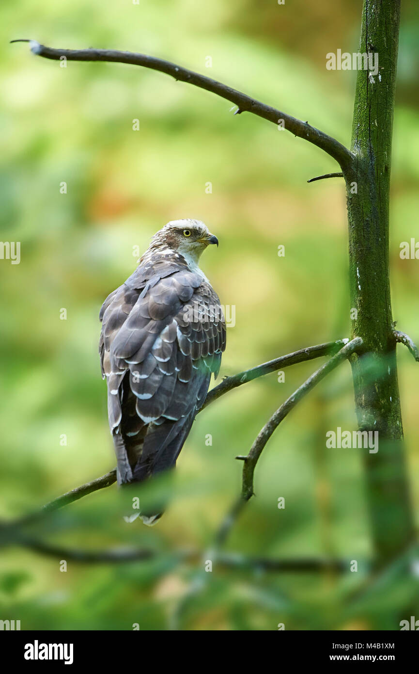 honey buzzard,Pernis apivorus,branch,wood,sidewise,sit Stock Photo - Alamy