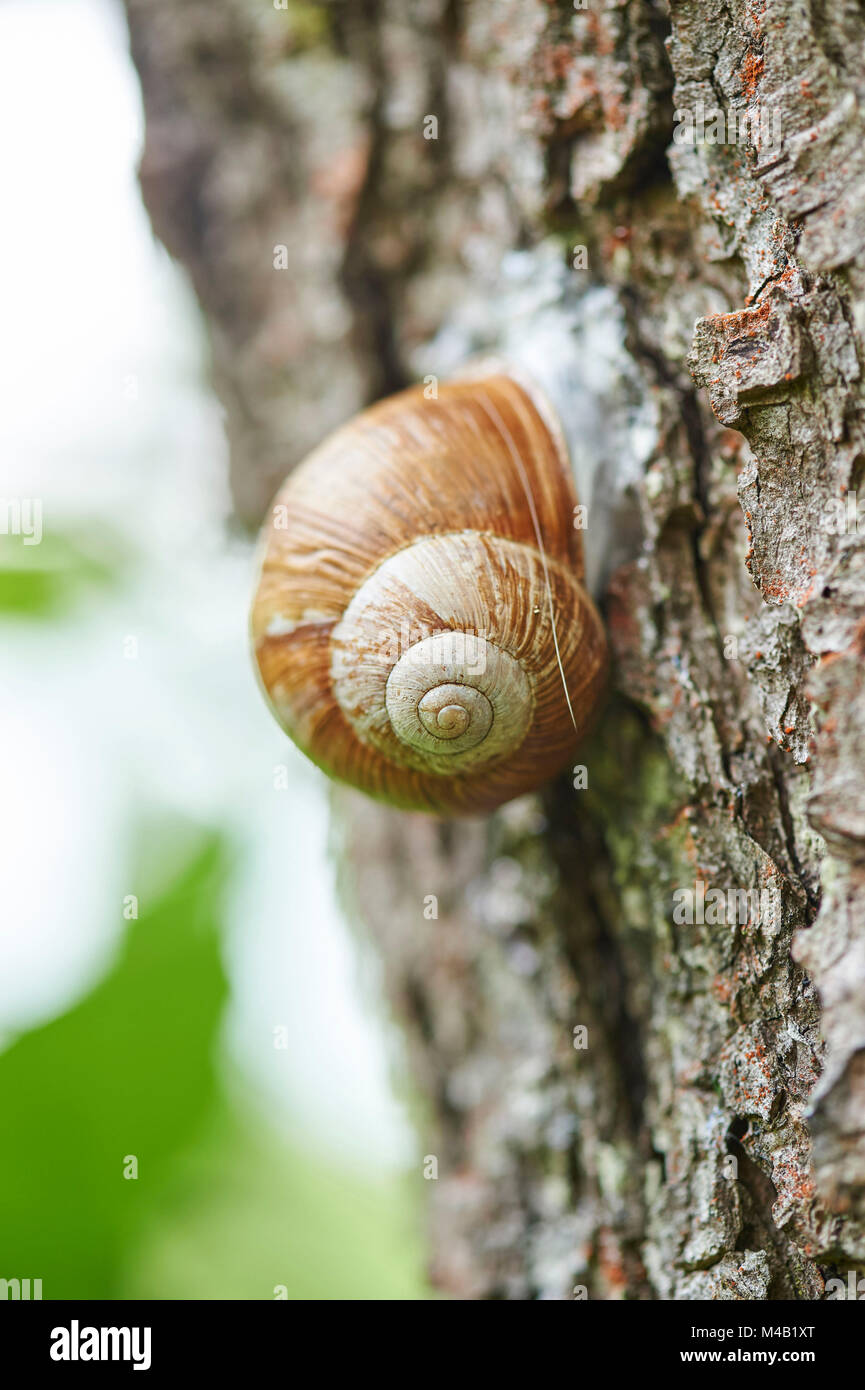 Snail helix pomatia close up hi-res stock photography and images - Alamy